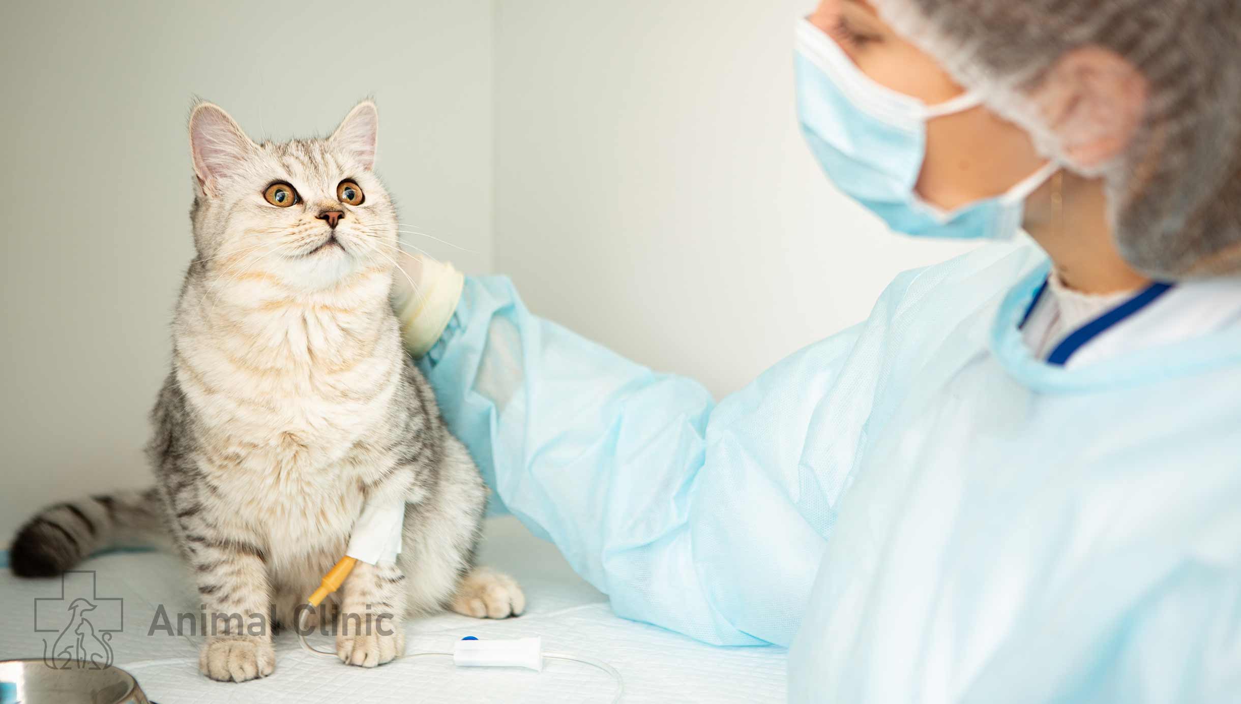 5 frequently asked questions about animal blood transfusion