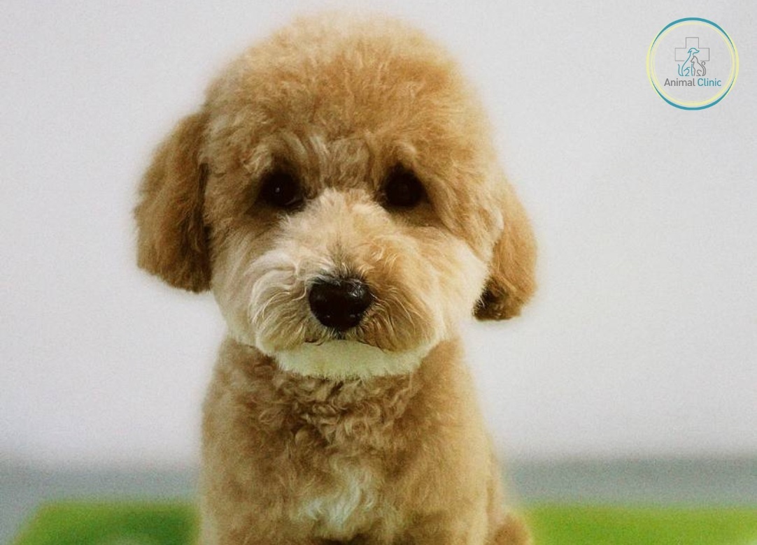 Animal itching. Why it manifests itself, what to look for and how to ...